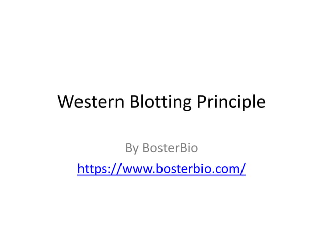Western blotting principle | PPTX