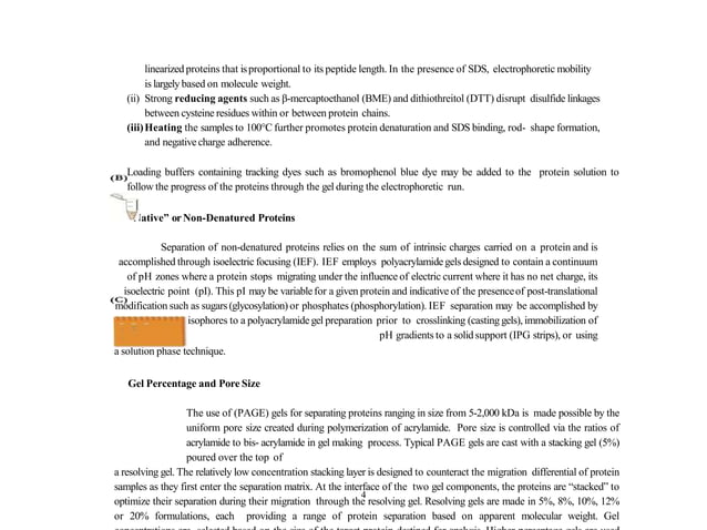 Western blotting principle | PPTX
