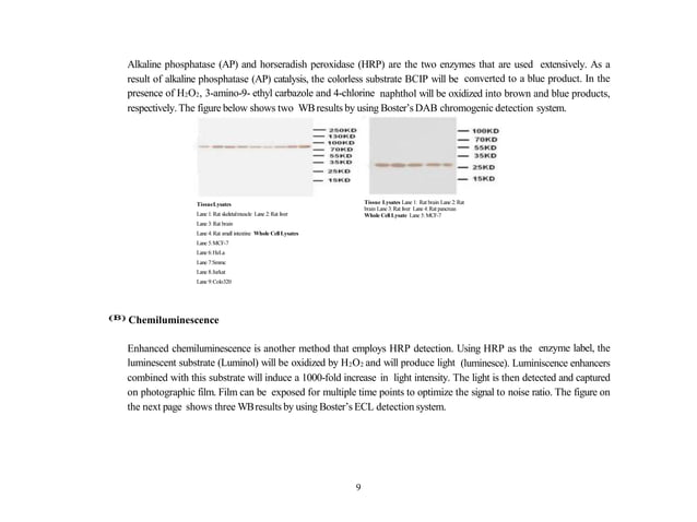 Western blotting principle | PPTX