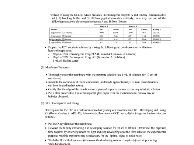 Western Blotting Protocol & Troubleshooting | PPT