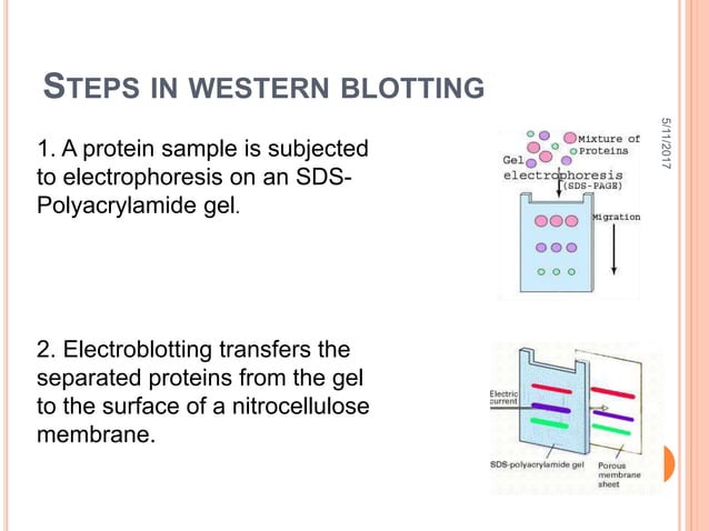 Western blotting test | PPTX