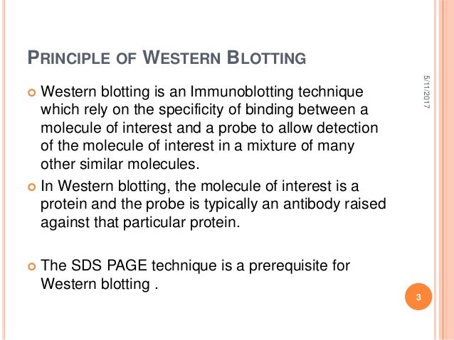 Western Blotting Technique Principle Procedure And Western Blotting