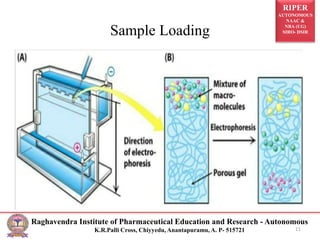 Western Blotting Technique. | PPTX