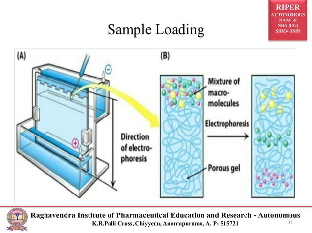 Western Blotting Technique. | PPTX | Chemistry | Science