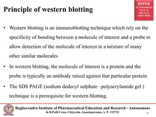 Western Blotting Technique. | PPTX