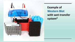 western blot upd.pptx