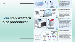 western blot upd.pptx