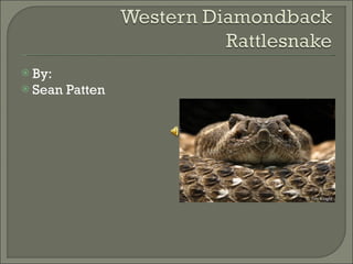 Western Diamondback Rattlesnake2 | PPT