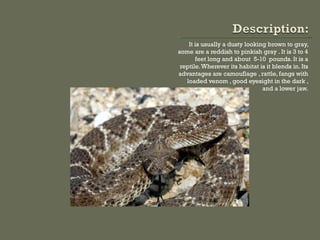Western Diamondback Rattlesnake2 | PPT