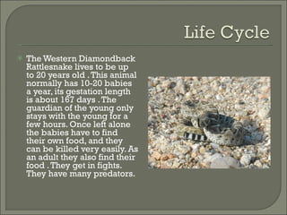 Western Diamondback Rattlesnake2 | PPT