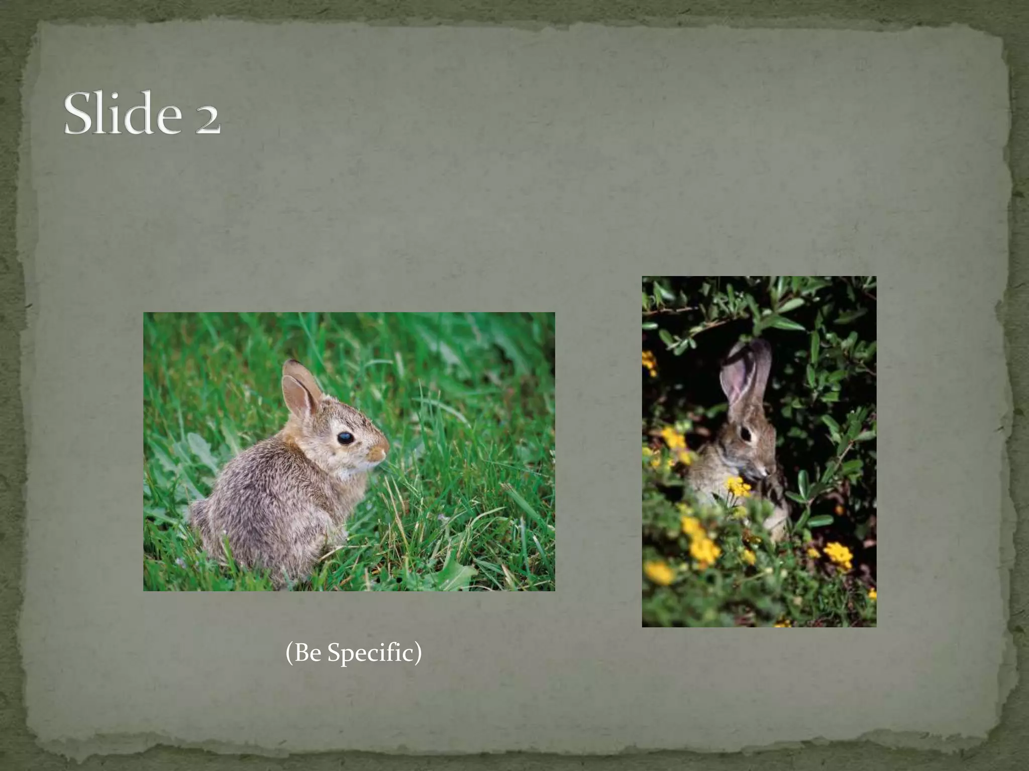 Western Frontier Animals | PPTX