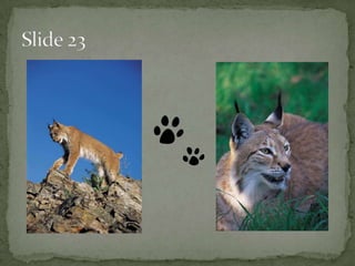 Western Frontier Animals | PPTX