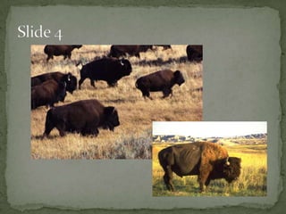Western Frontier Animals | PPTX