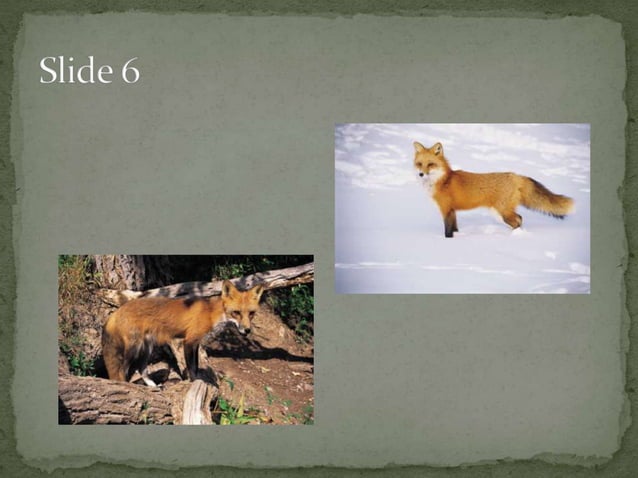 Western Frontier Animals | PPTX