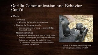 Western gorilla | PPT