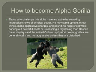Western lowland gorillas by isaiah fipps | PPTX
