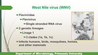 West nile fever | PPTX