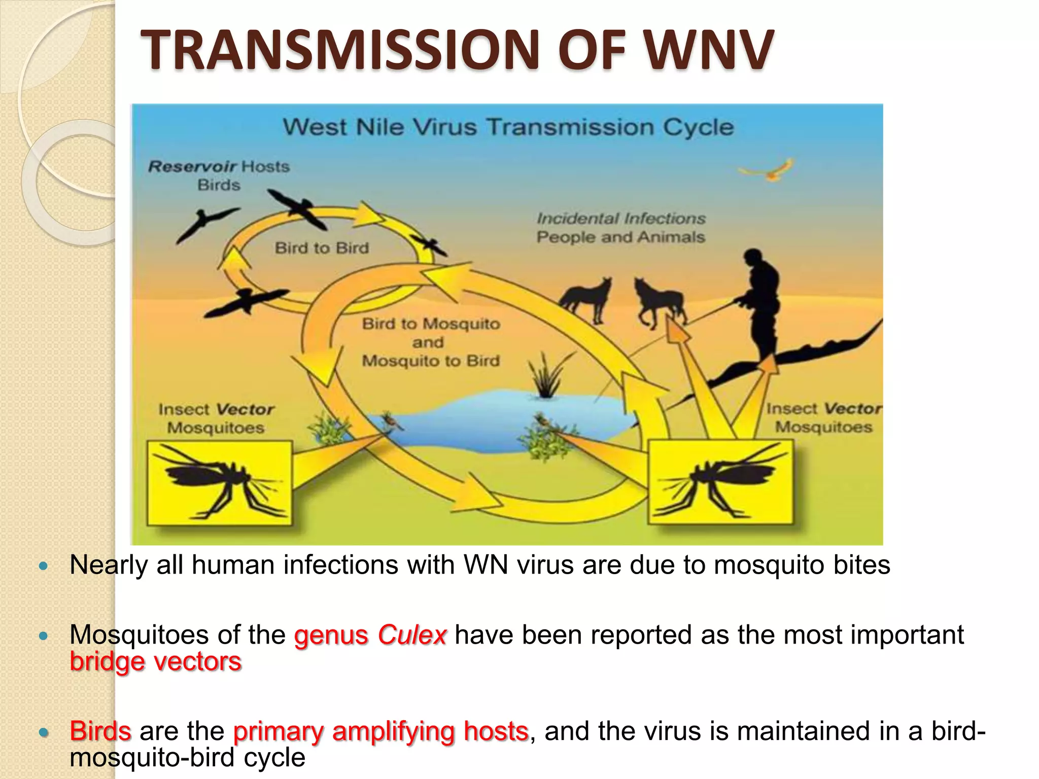 West nile virus | PPTX