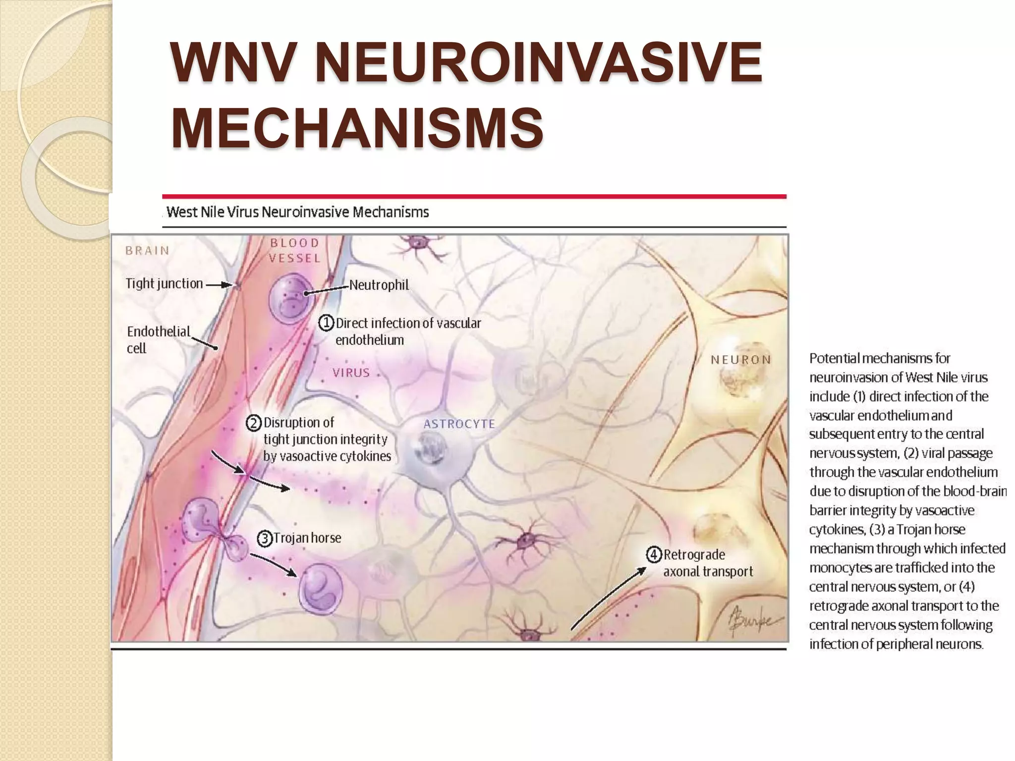 West nile virus | PPTX