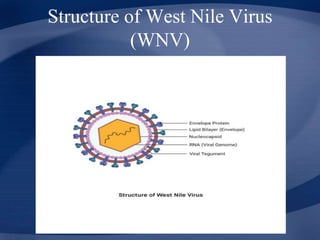 West Nile virus.ppt