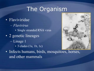 West Nile Virus Structure And Shape