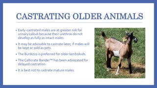 Wether or not | PPTX