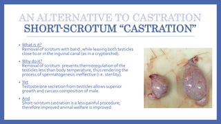 Wether or not | PPTX