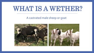 Wether or not | PPTX