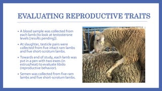 Wether or not | PPTX