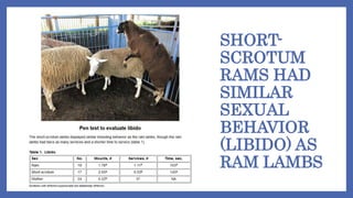 Wether or not | PPTX