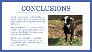 Wether or not | PPTX