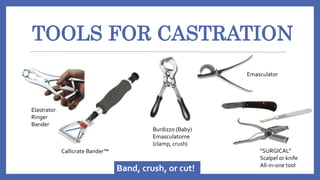 Wether or not | PPTX