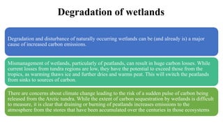 Wetland as carbon Sink | PPTX