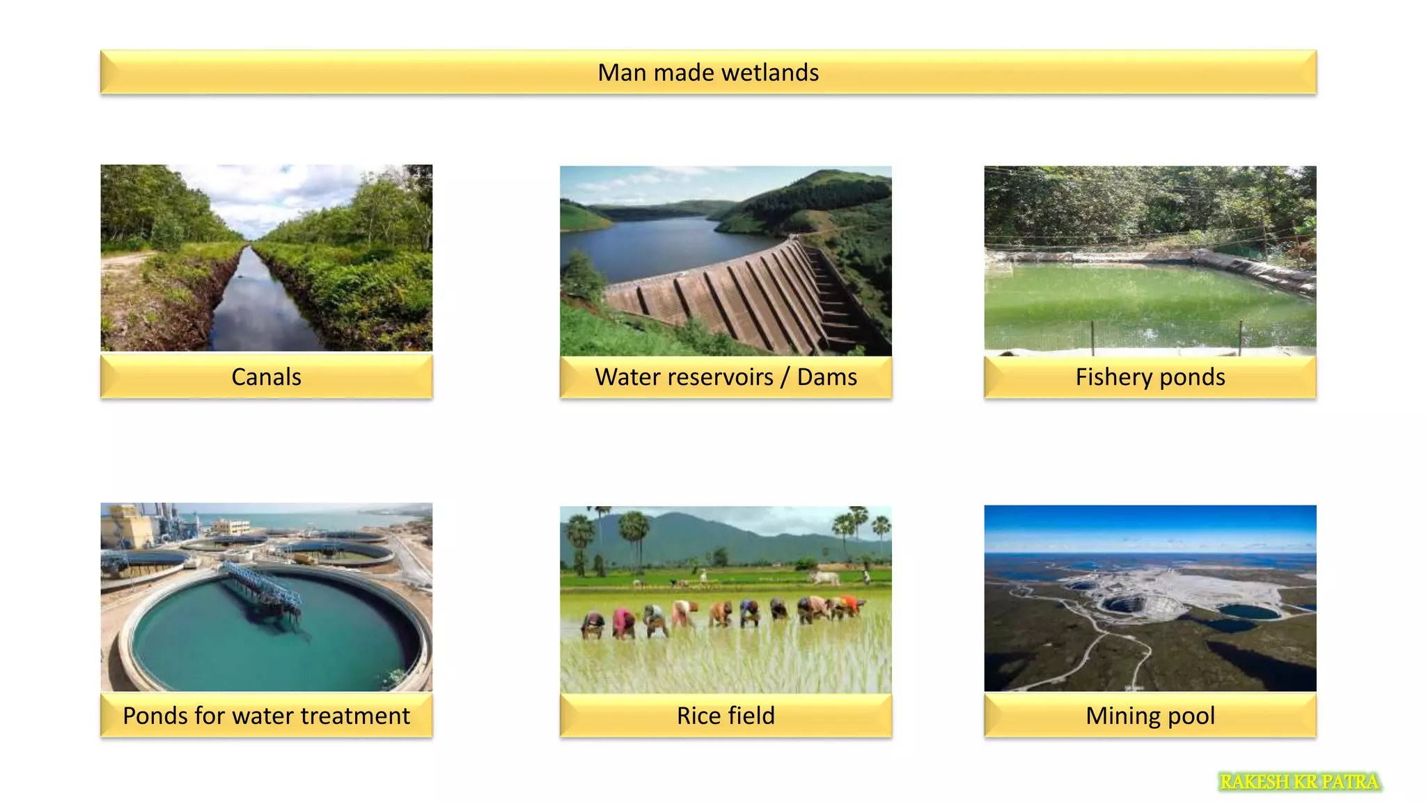 Wetland | PPTX