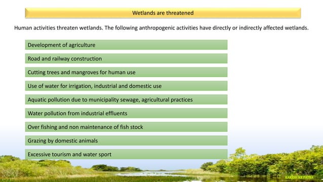 Wetland | PPTX | Environmental Services Industry | Industries