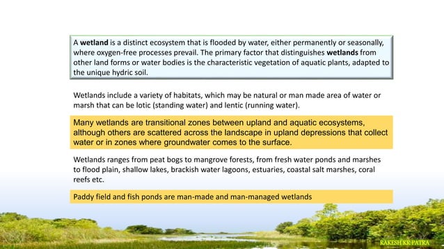 Wetland | PPTX | Environmental Services Industry | Industries