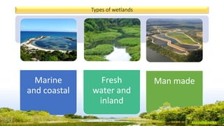 Wetland | PPTX