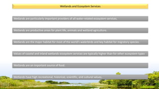 Wetland | PPTX