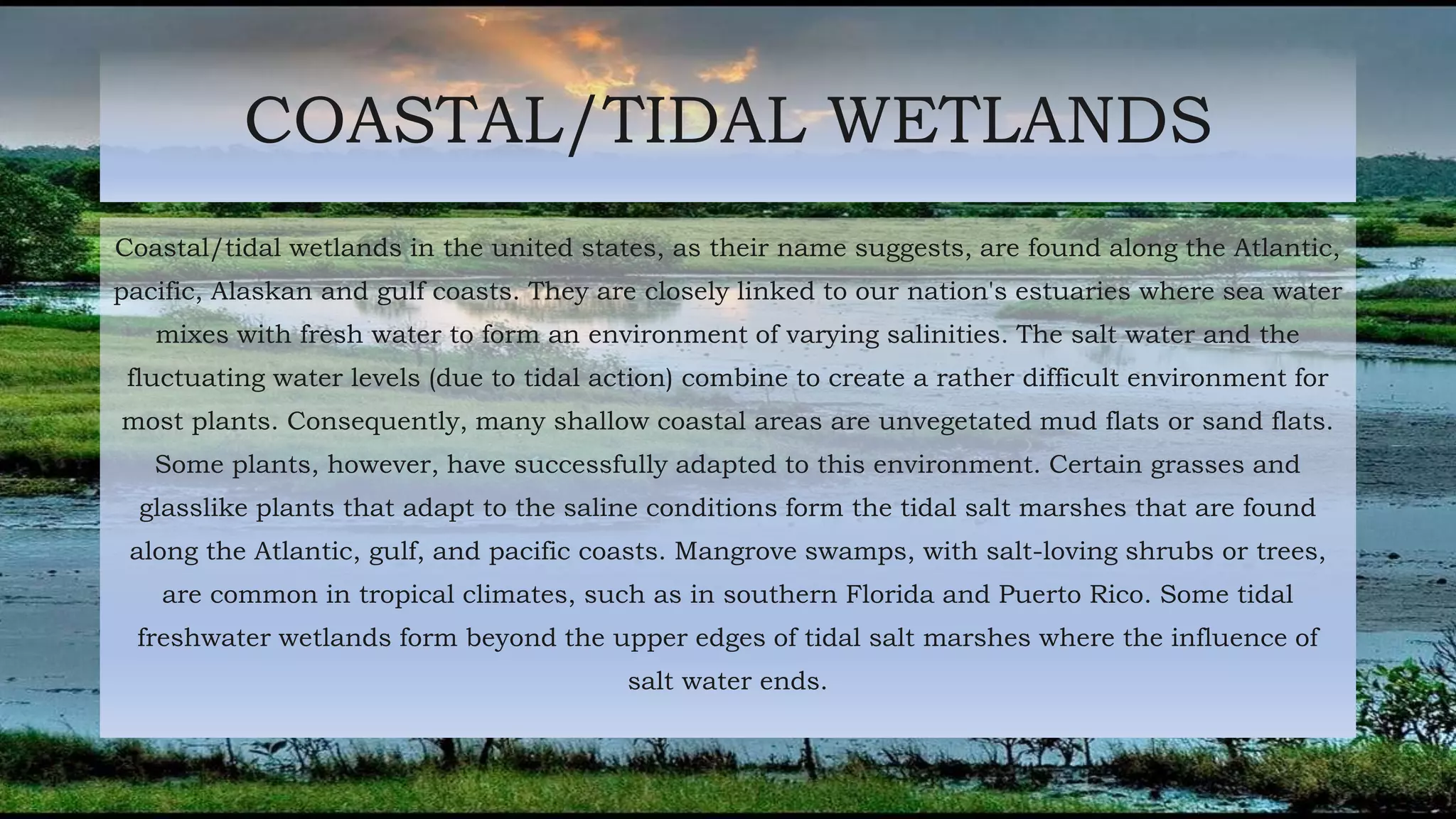 Wetland | PPTX