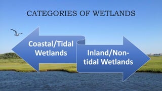 Wetland | PPTX