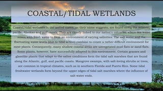 Wetland | PPTX