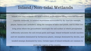 Wetland | PPTX
