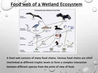 Wetlands: physiography, biological diversity and trophic ...
