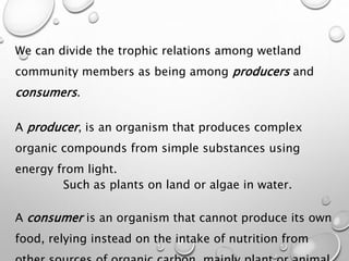 Wetlands: physiography, biological diversity and trophic ...