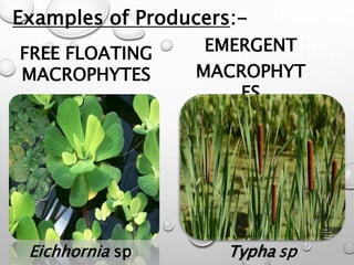 Wetlands: physiography, biological diversity and trophic ...