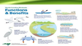 Wetland conservation | PPT