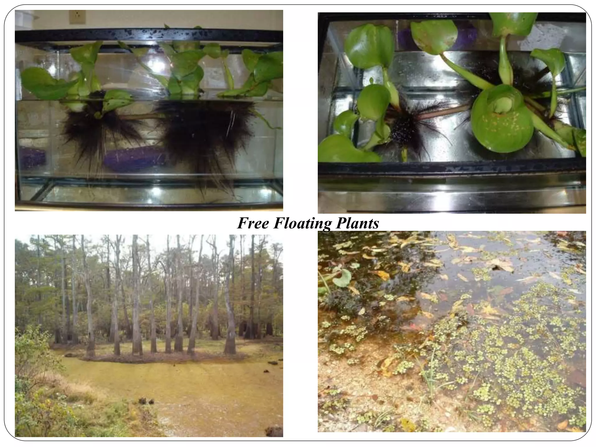 Wetland Ecosystem | PPTX