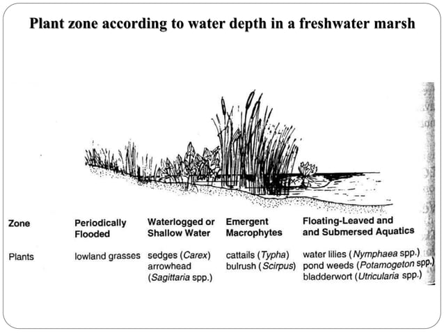 Wetland Adaptations