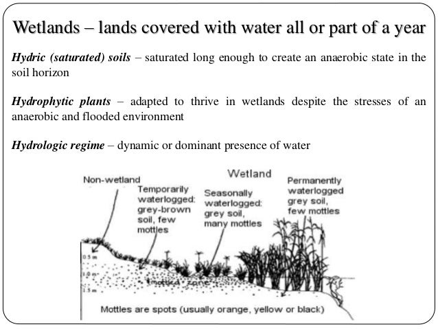 Wetland Ecosystem
