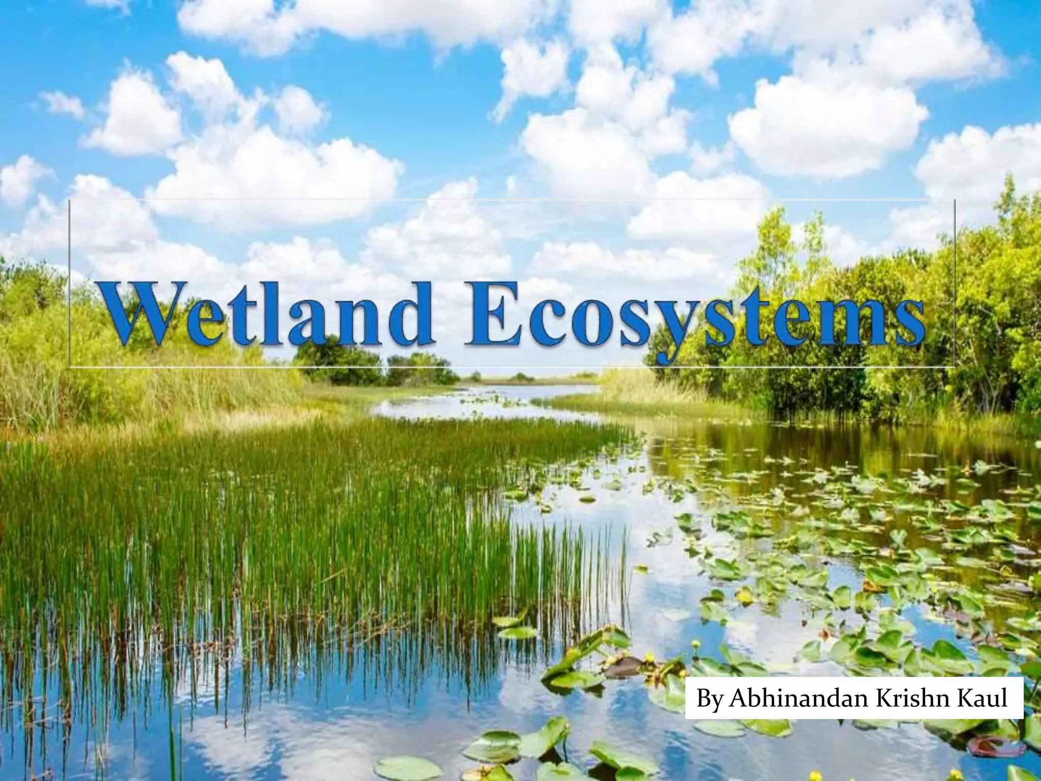 Wetland Ecosystems | PPTX
